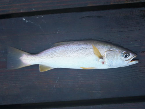 Virginia Gray Trout Facts, History, Research – Virginia Saltwater Fishing